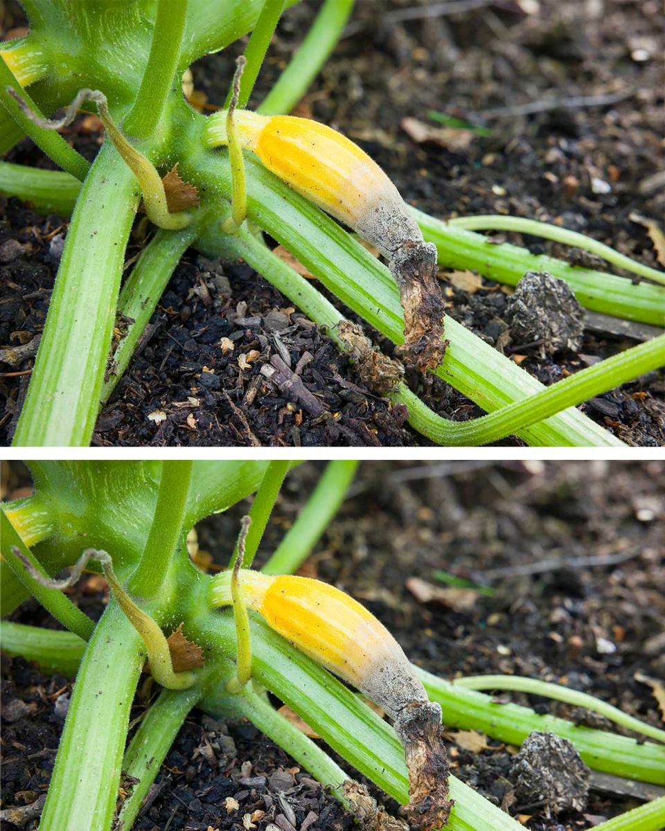 Prevent blossom end rot in your zucchini and squash with these 9 tips ...