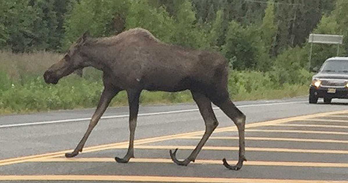 Moose with copper deficiency has unusual hooves | SF Globe