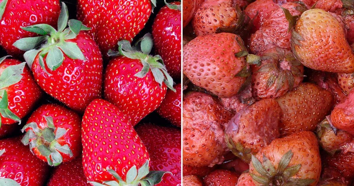 What to do with fruit that is about to spoil - Cooktop Cove