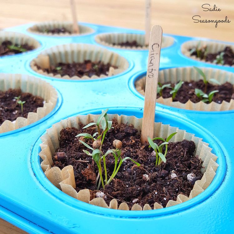 Muffin Tins May Not Be Pretty Look At 10 Wonderful Ways To Reuse Them Muffin Tins May Not Be Pretty Look At 10 Wonderful Ways To Reuse Them