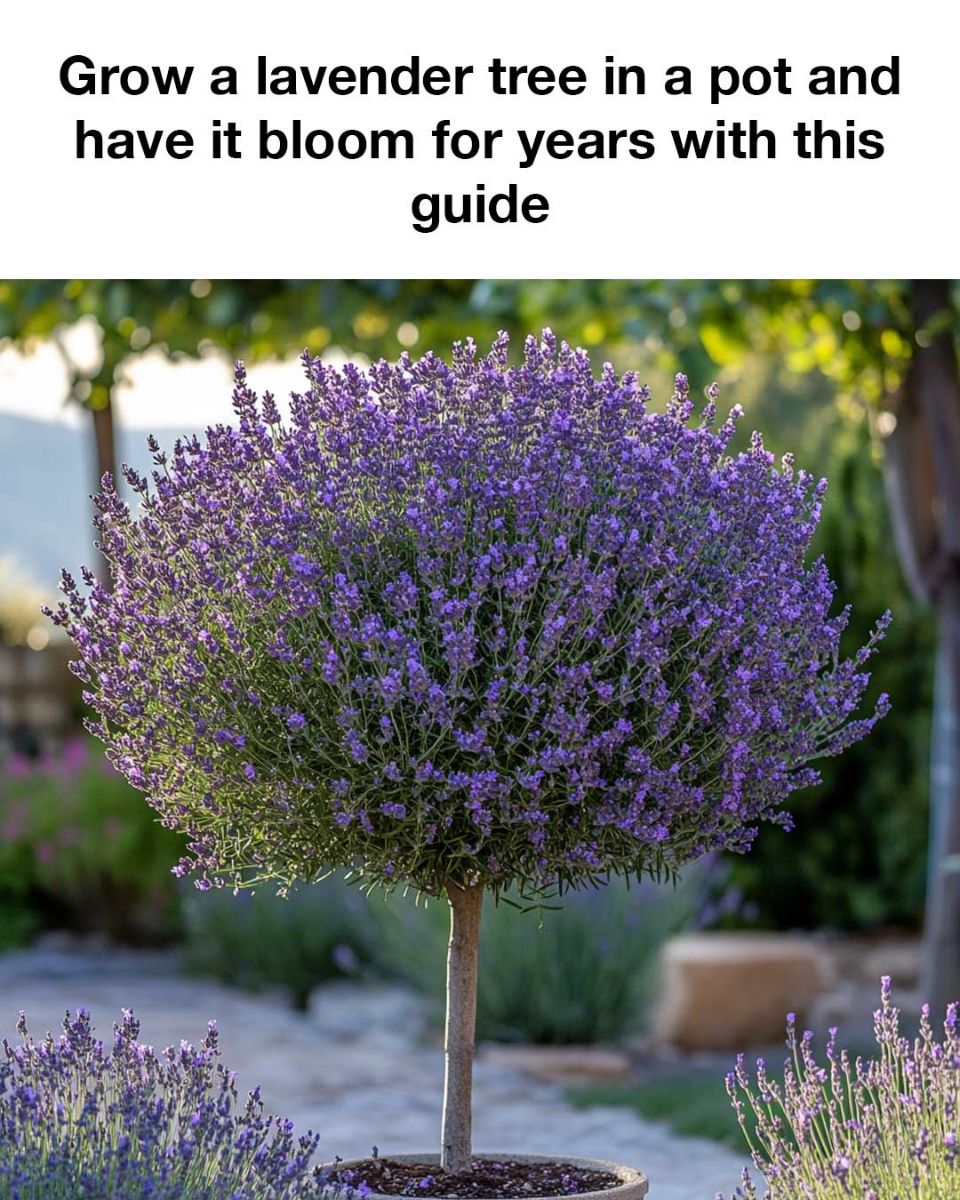 Grow a lavender tree in a pot and have it bloom for years with this ...
