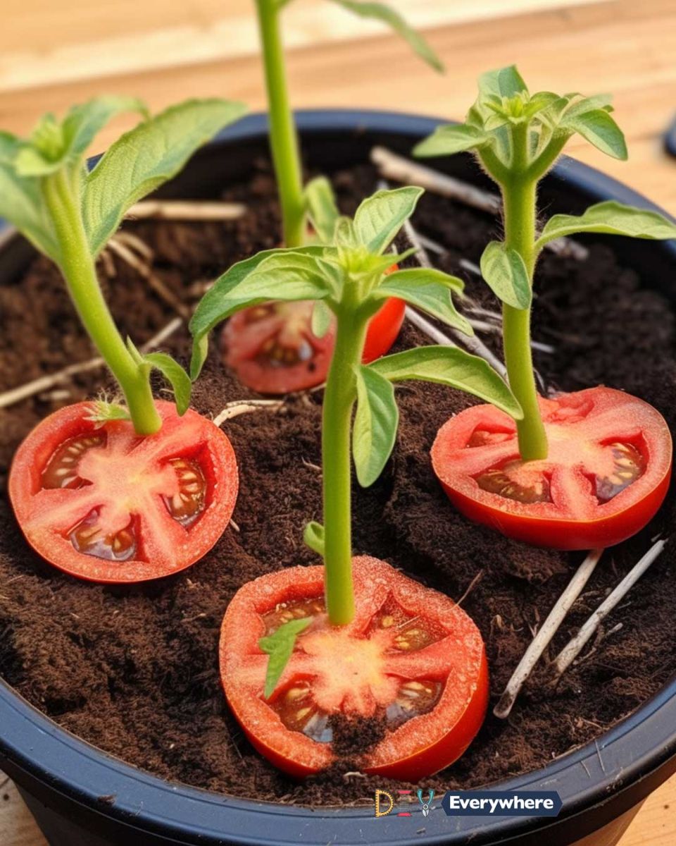 Plant a rose in a tomato slice & get this stunning effect in your ...