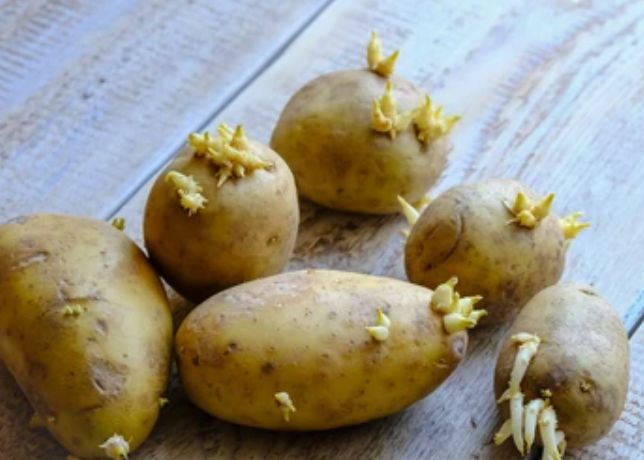 Are sprouted potatoes safe to eat? Here's everything you need to know