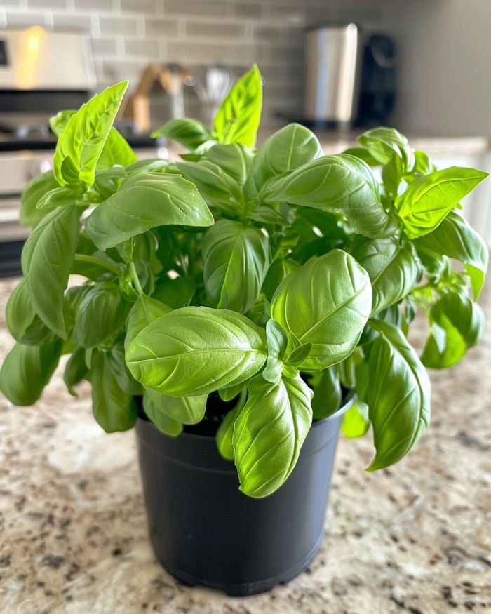 Place a potted basil plant in your kitchen for a simple but powerful effect