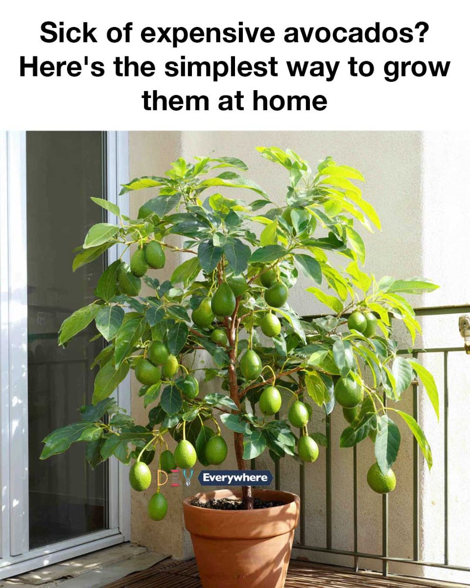 Sick of expensive avocados? Here's the simplest way to grow them at ...