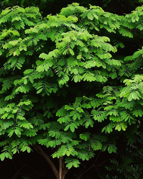 This is known as the "Miracle Tree." Here's why and what it can do for ...