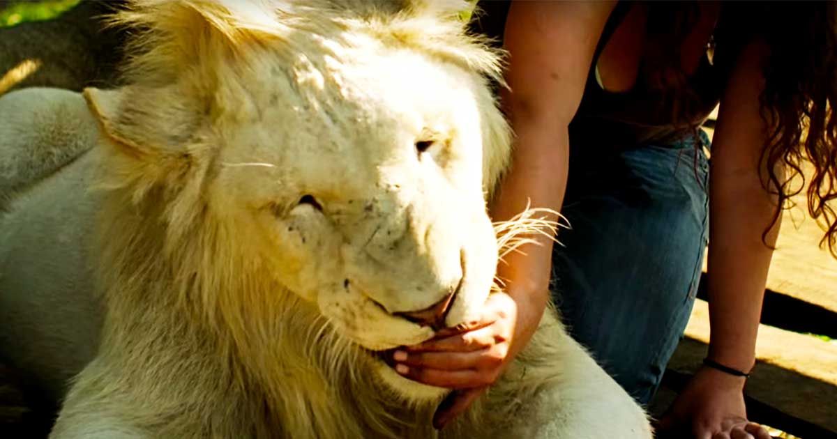 Meet Or Lazmi, leader of this unique pride of lions