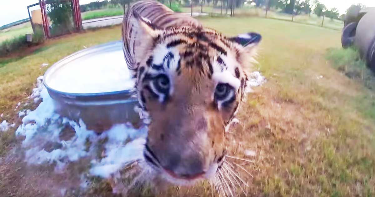 Tiger cubs Boomer and Slade explore the wonderful world of bubble baths