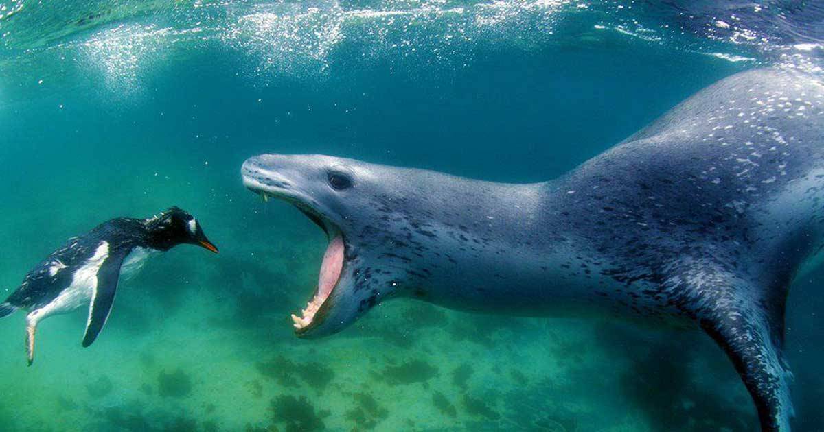 Watch What Happens As Photographer Comes Face-to-Face with Deadly ...