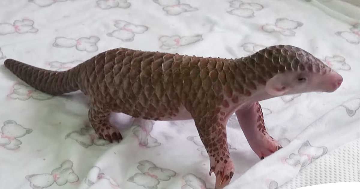 This Unique Baby Animal Is Strangely Adorable | SF Globe